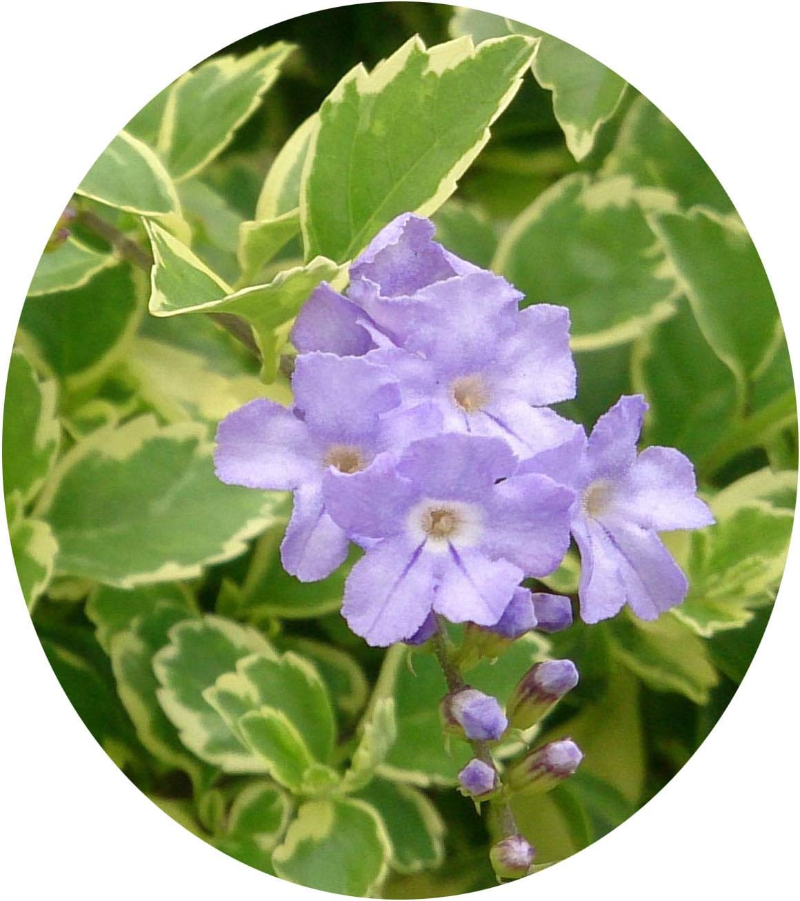 Amazon.com: Variegated Sky Flower Live Semi-Tropical Shrub Bush Plant ...