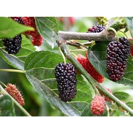 Buy JooGTooK Dwarf Mulberry Tree Everbearing Morus Nigra Indoor or ...