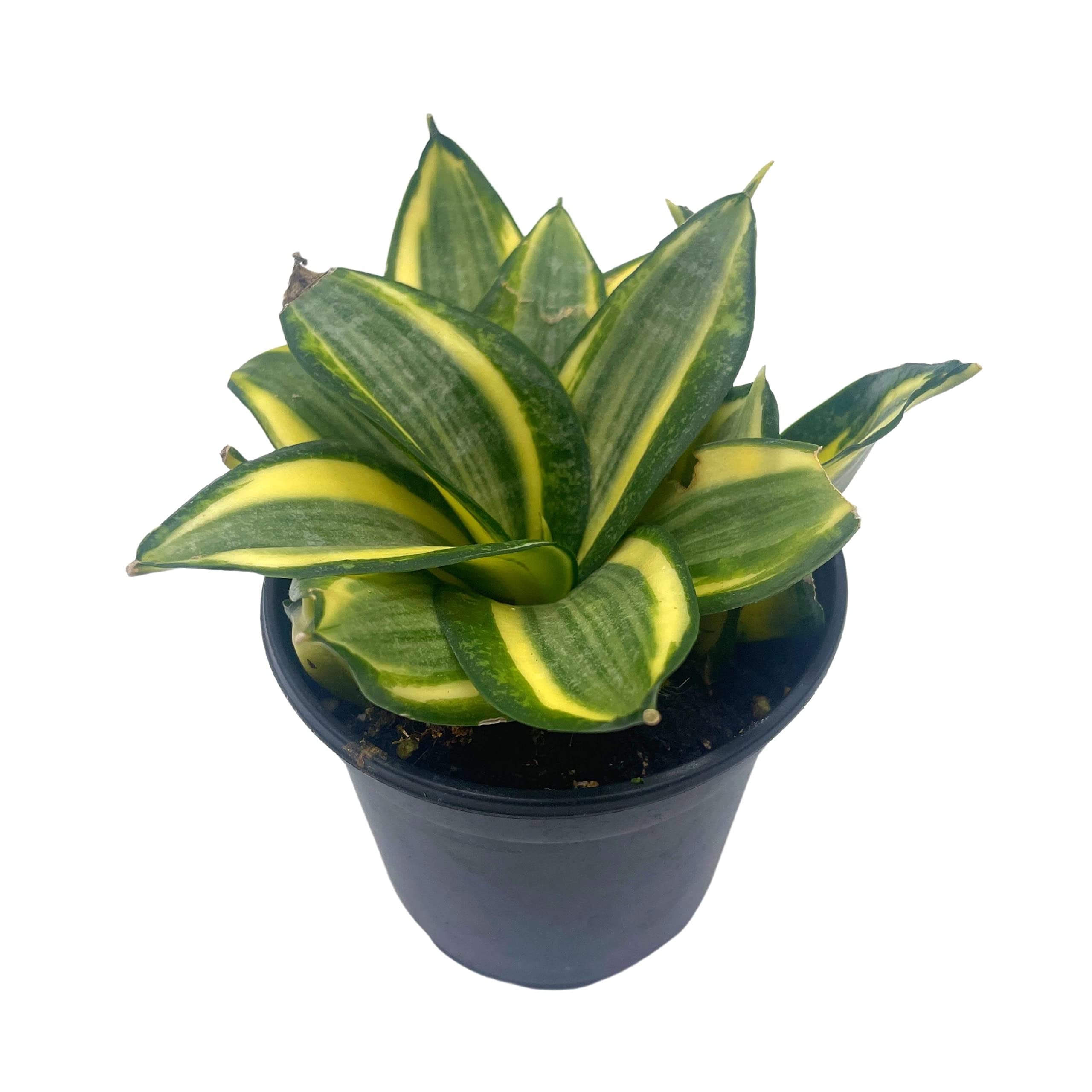 Amazon.com : BubbleBlooms Golden Hahnii, 4 inch Favorite Gold Snake ...