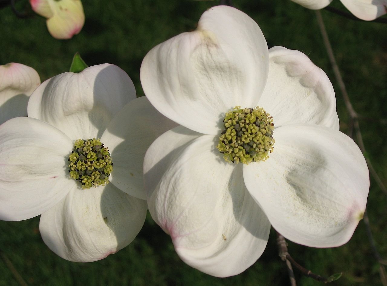 Buy White Flowering Dogwood, Cornus Florida, Tree (Showy Flowers, Fall ...