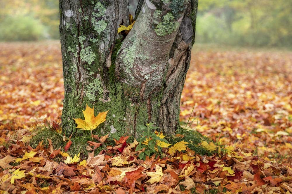 Tree With Falling Leaves Canvas Print Stylized Autumn Tree With