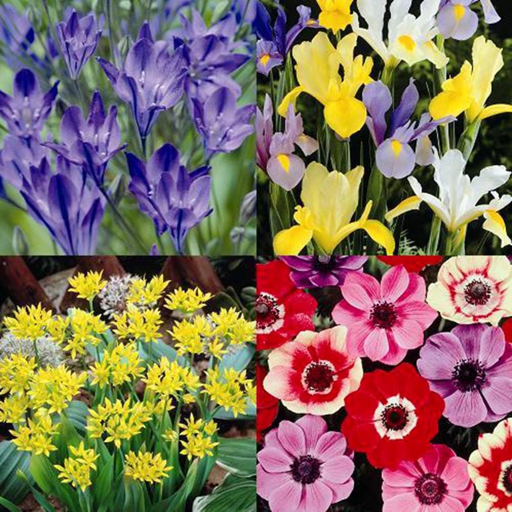 Amazon.com: Spring/Summer bulb garden - 40 flower bulbs : Everything Else