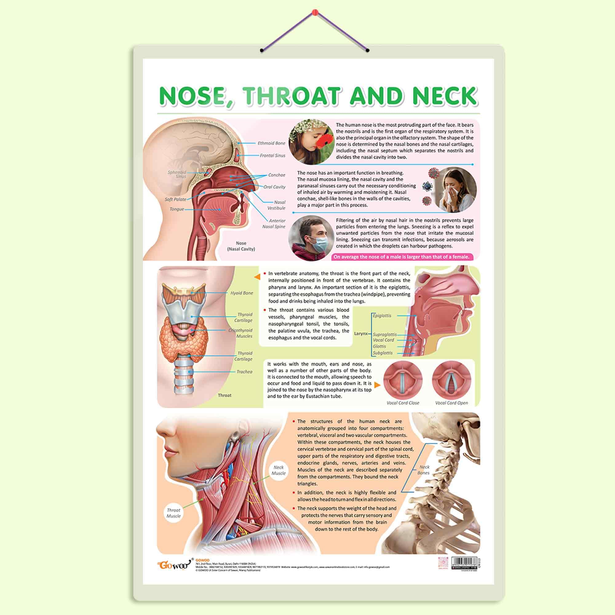 Diagrams Of Nasal And Throat