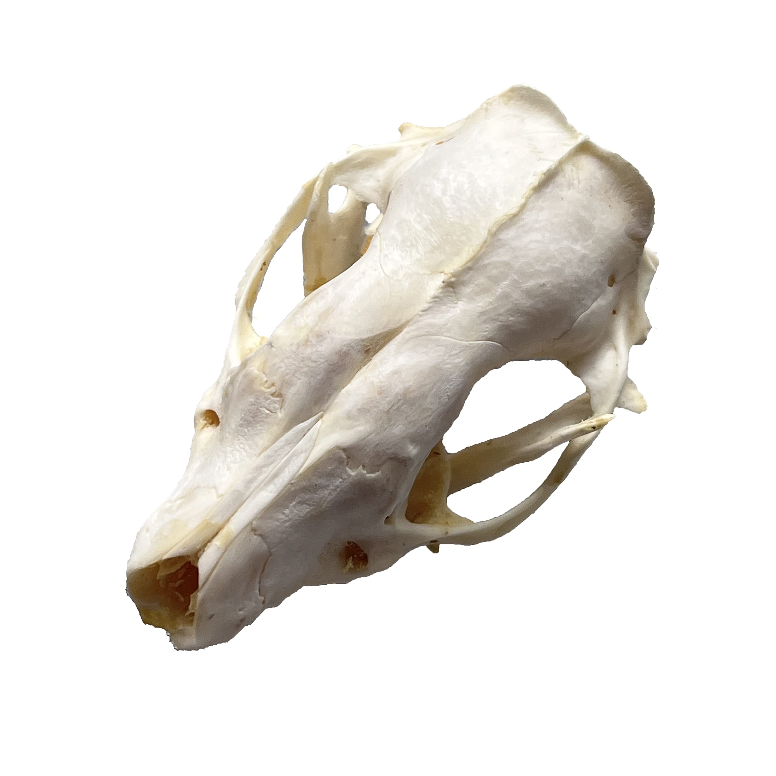 Real Animal Bones