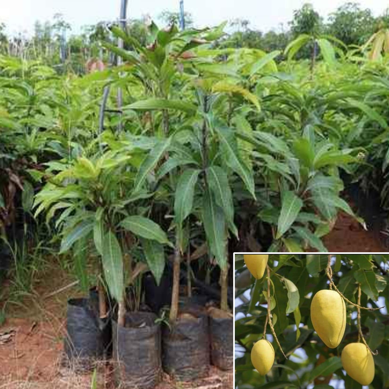 AGRO ALIVE Dasheri Mango Plant Grafted Fruit Live Plants & Tree ...