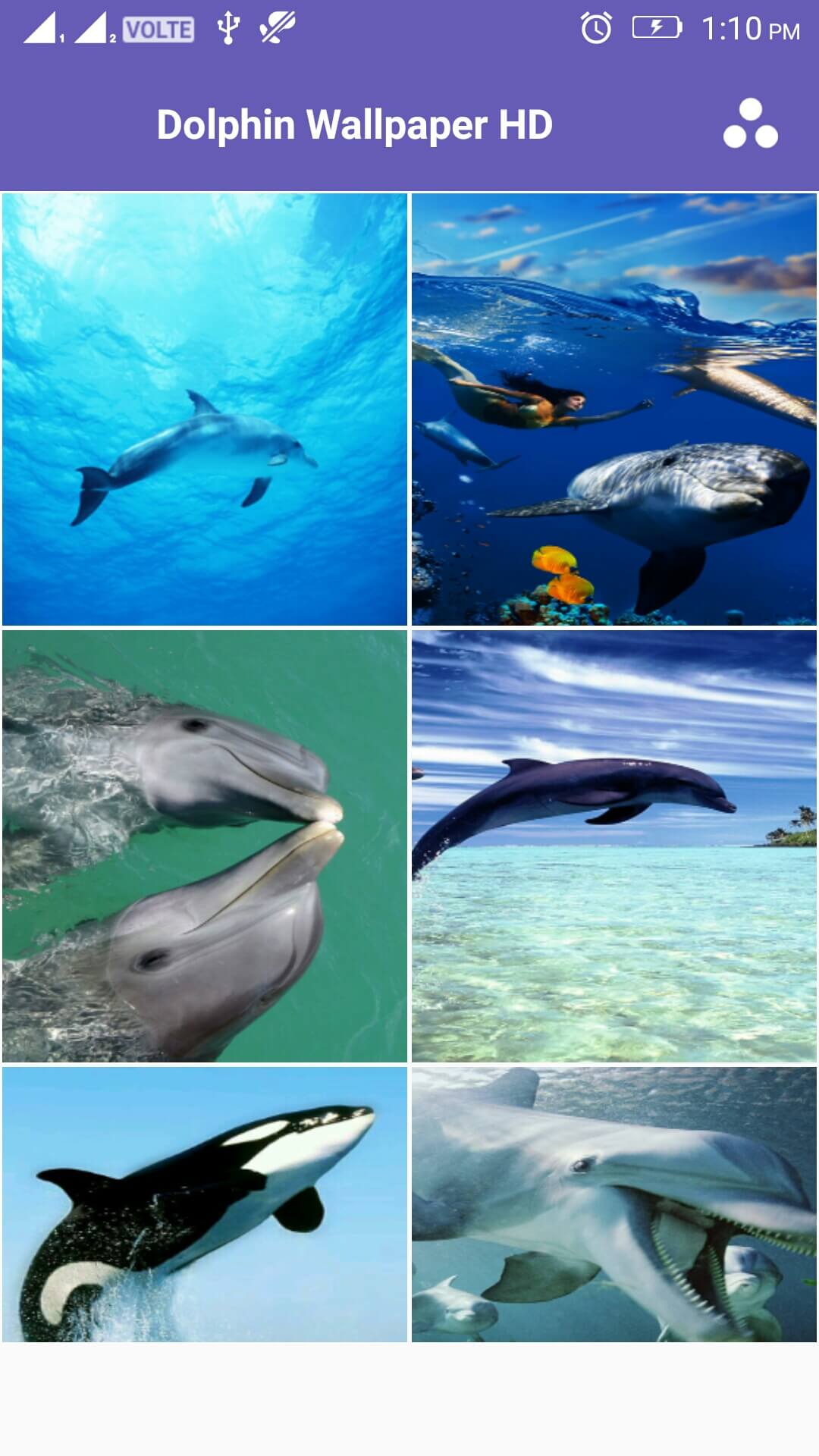Dolphin 4K Wallpaper: app su Amazon Appstore