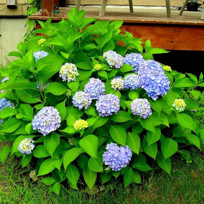 Amazon.com : Blue Hydrangea Bush Plant Tree Live Shrub in Pot, Starter ...
