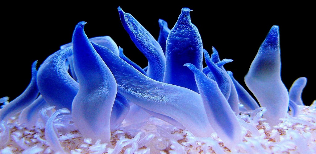 Coral Wallpaper App - App on Amazon Appstore