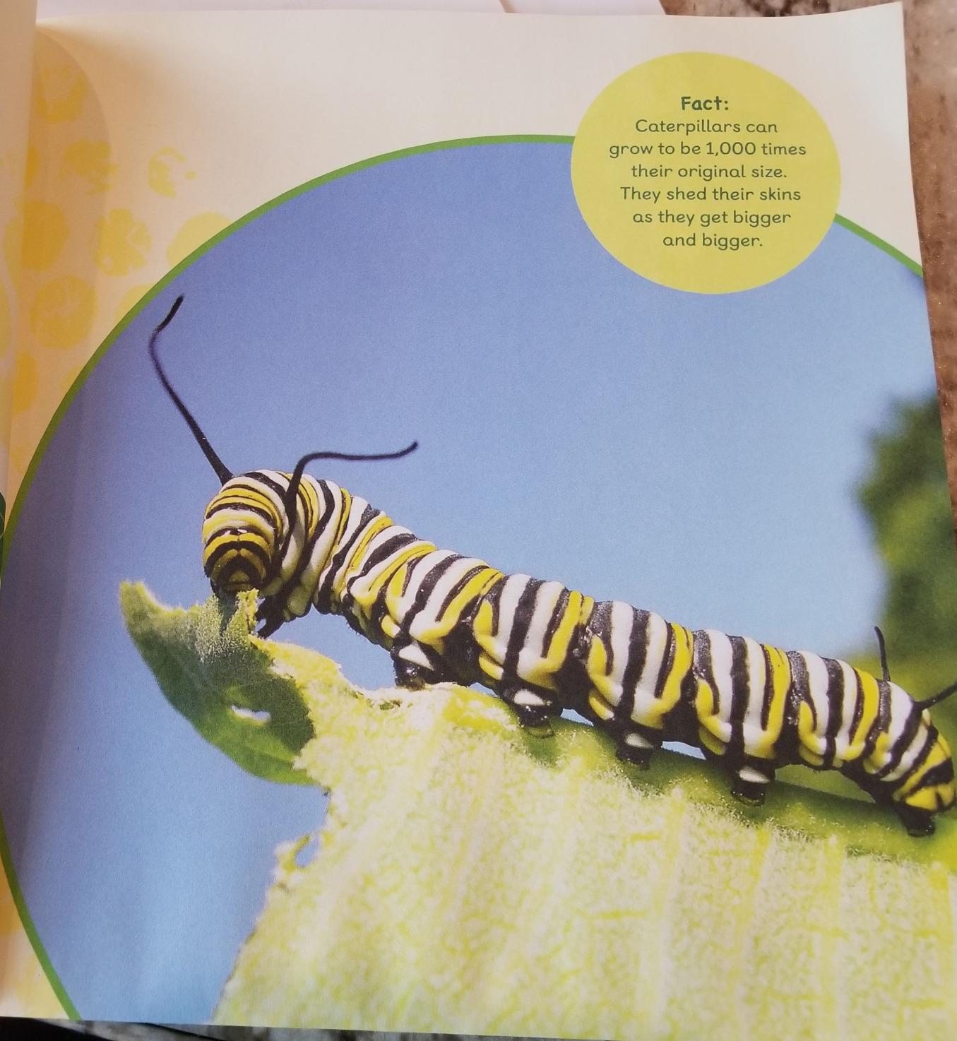 The Backyard Bug Book for Kids: Storybook, Insect Facts, and Activities ...