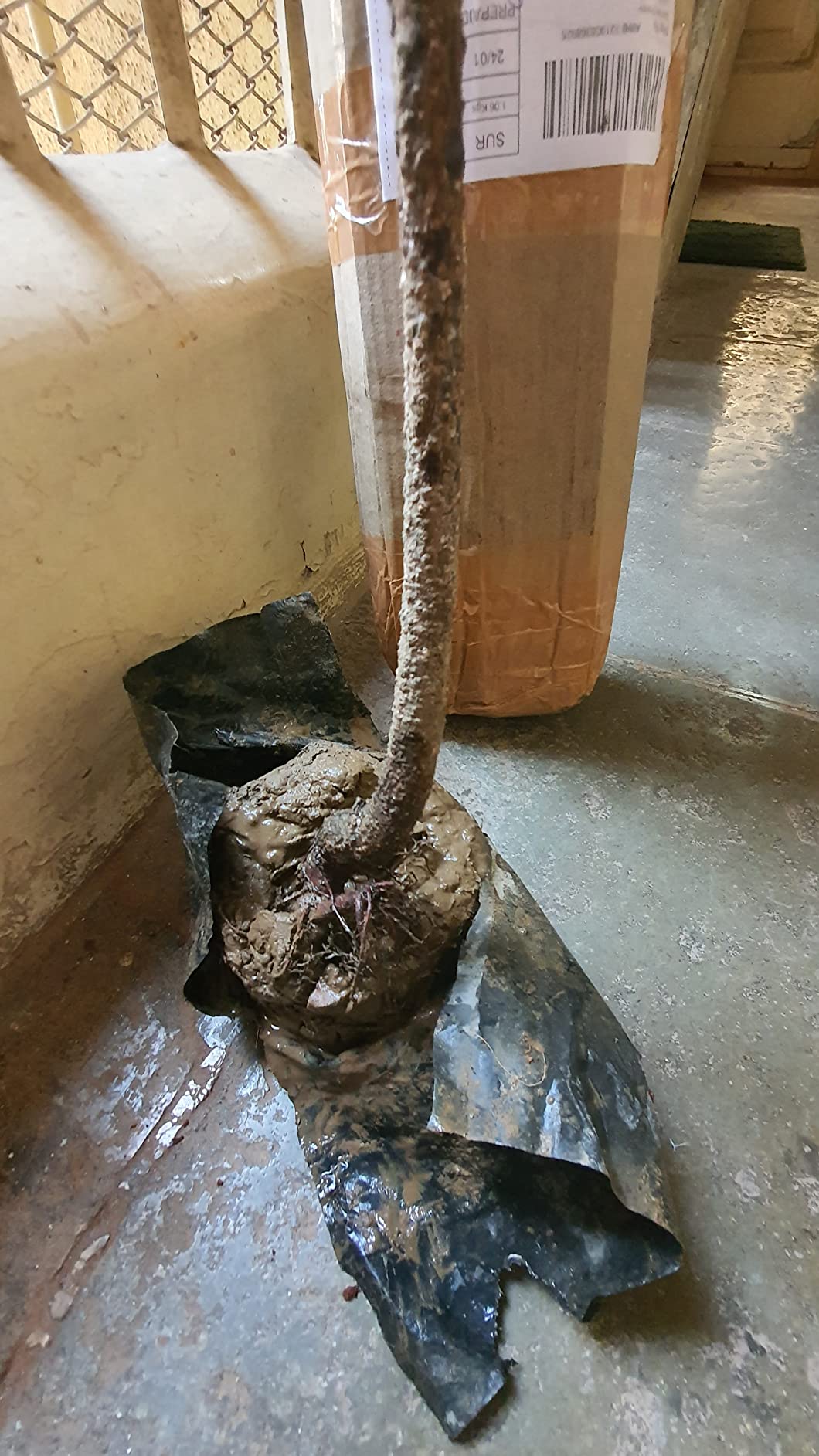 Exotica Orchids Anwar Ratol Mango Plant-Grafted : Amazon.in: Garden ...