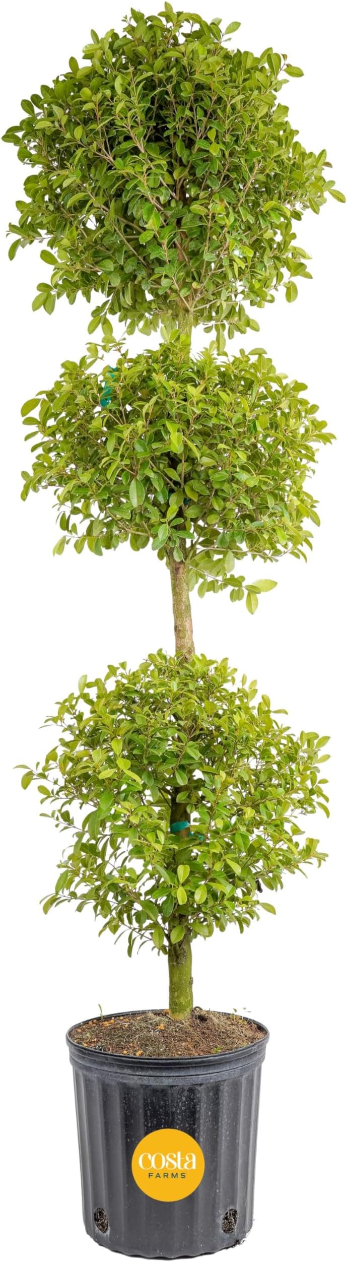 Amazon.com : Myrtle Tree Plant Live in 5 Inch Pot - Live Indoor House ...