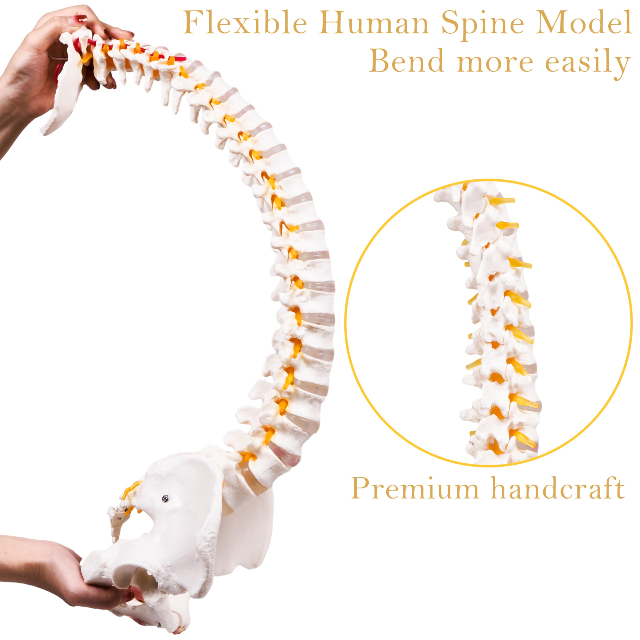 Snapklik.com : NLShan Flexible Human Spine Model, 346inches Life-Size ...