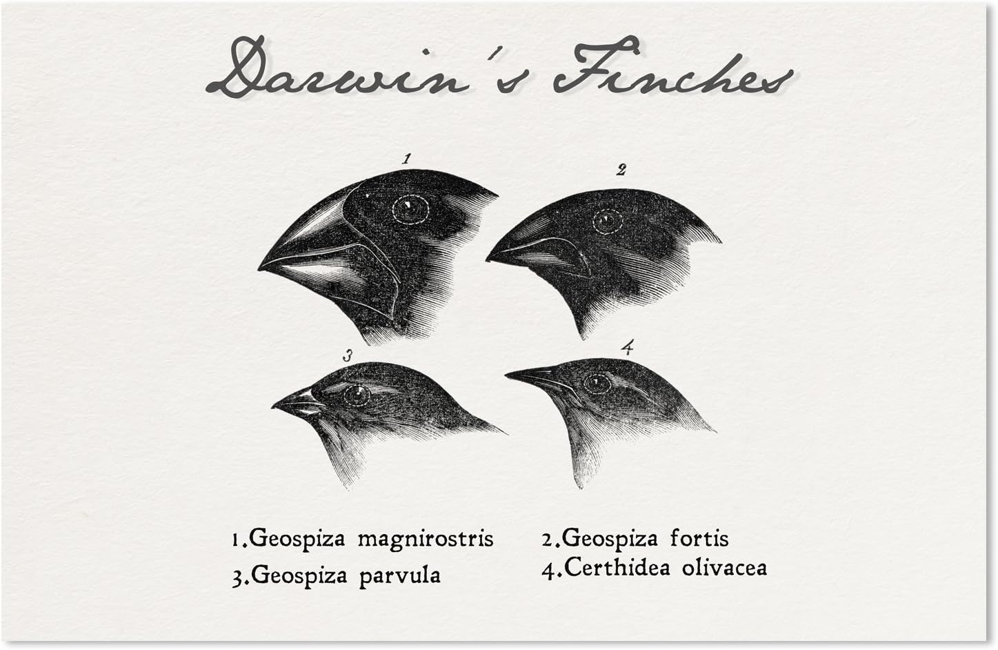Amazon.com: EvolveFISH Darwin's Finches Drawings Poster - [11" x 17 ...
