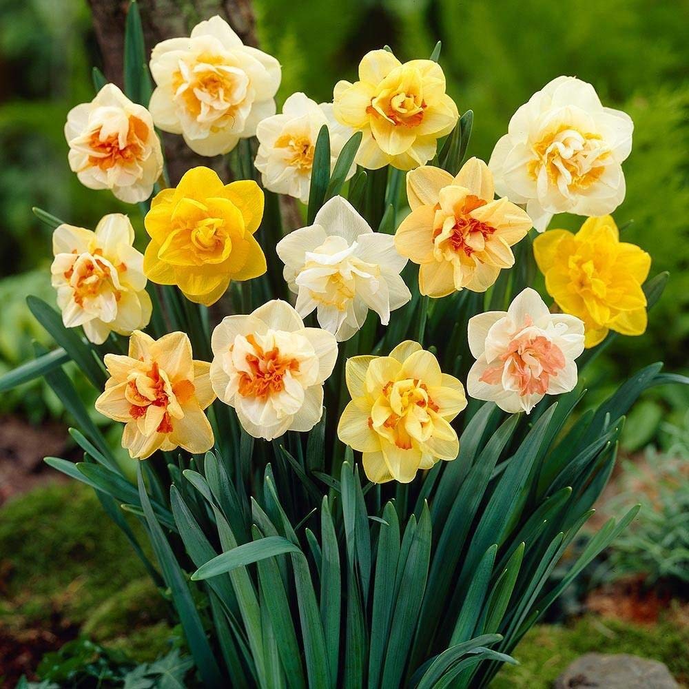 Indian Meadows |Daffodil flower bulbs, narcissus (Pack of 06 PCS) MIX ...