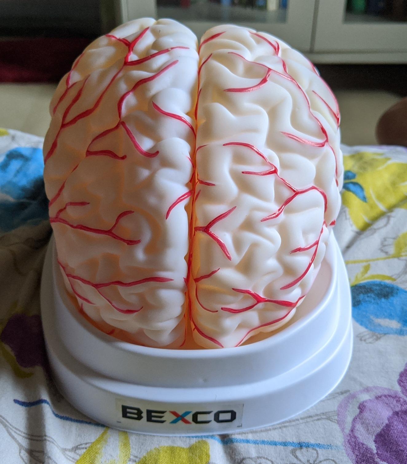 BEXCO Human Brain Model Life Size Shows Arteries, Dissects Into 8 Parts ...