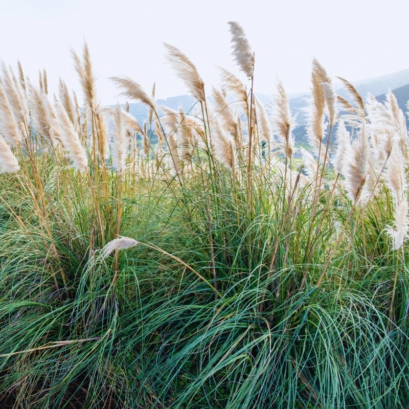 Amazon.com : 3 White Pampas Grass Plants Live, Live Pampas Grass Plant ...