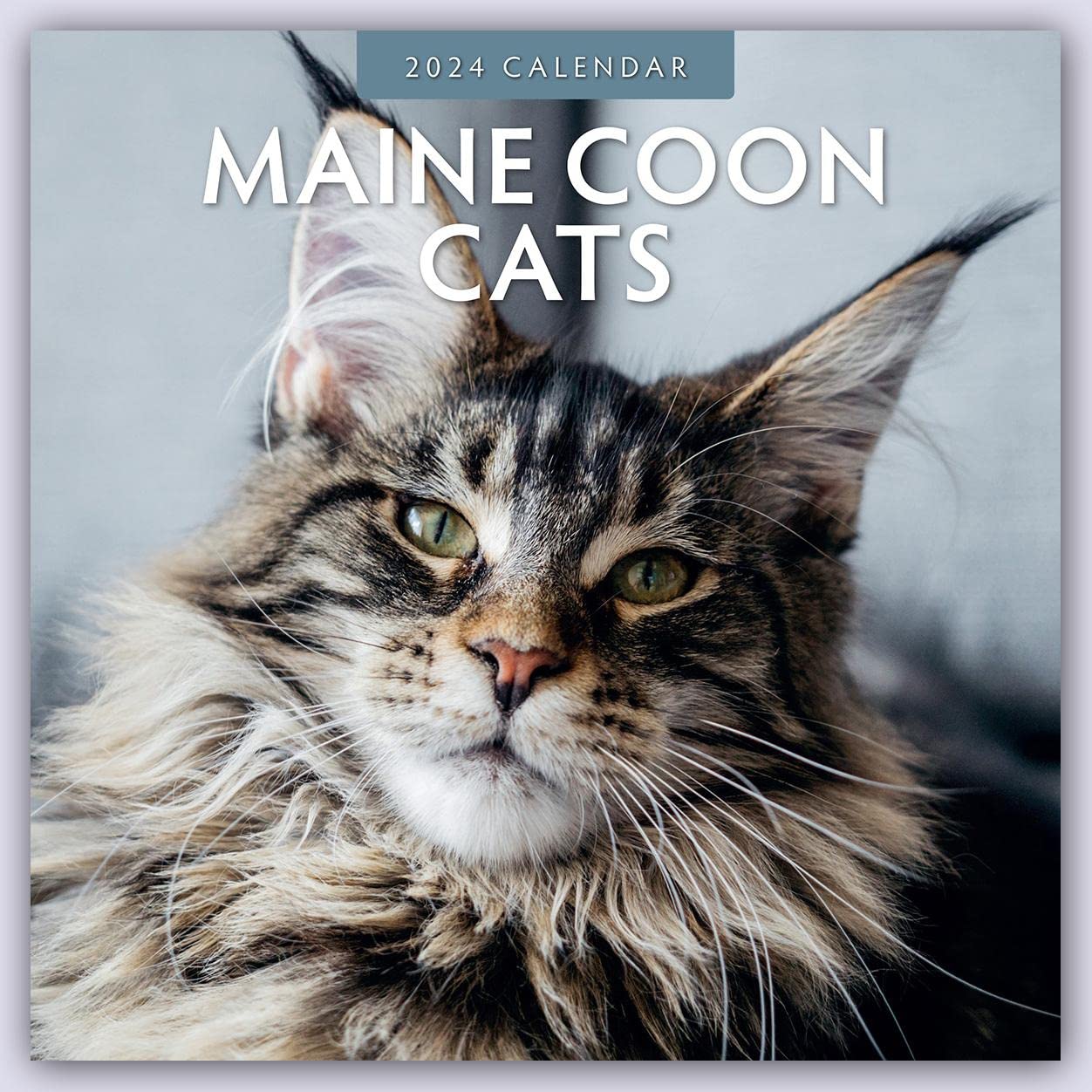 Maine Coon Cats 2024 Square Wall Calendar: Amazon.co.uk: Red Robin ...