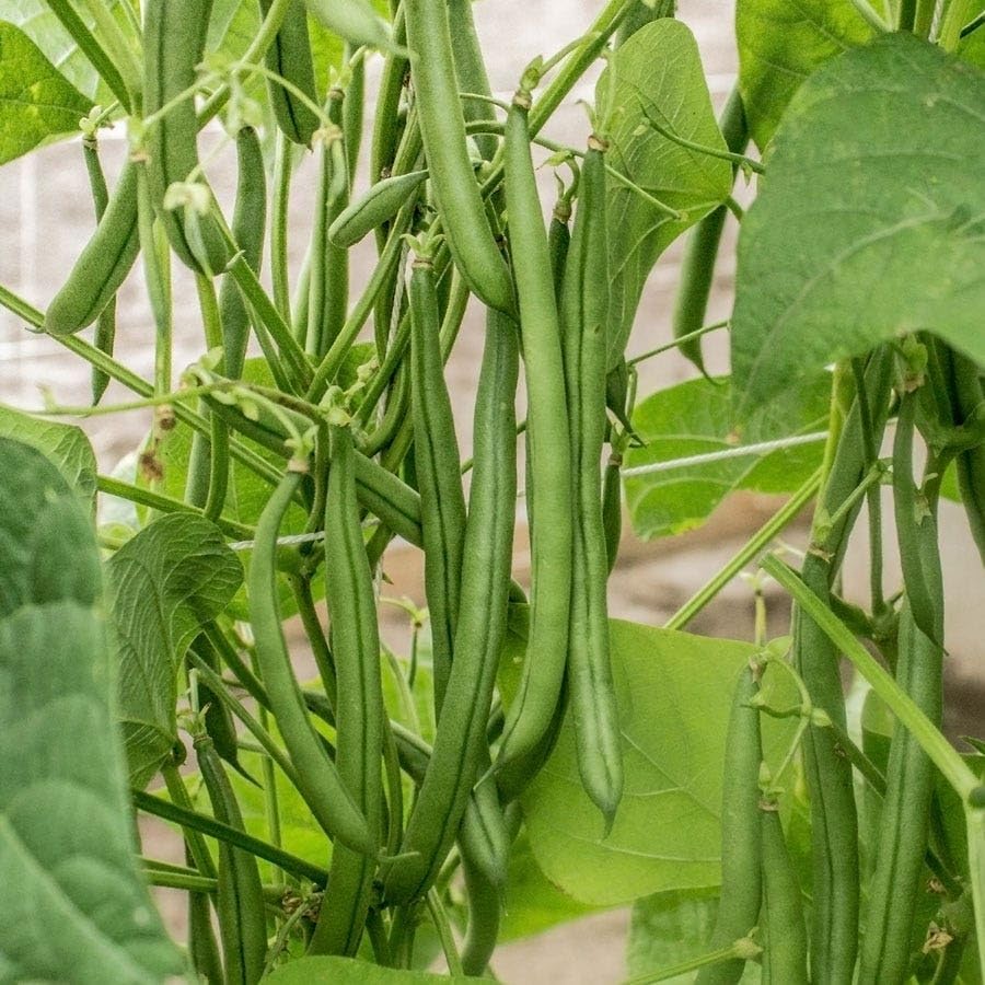 Amazon.com : Park Seed Seychelles Garden Bean Seeds – Early-Maturing ...