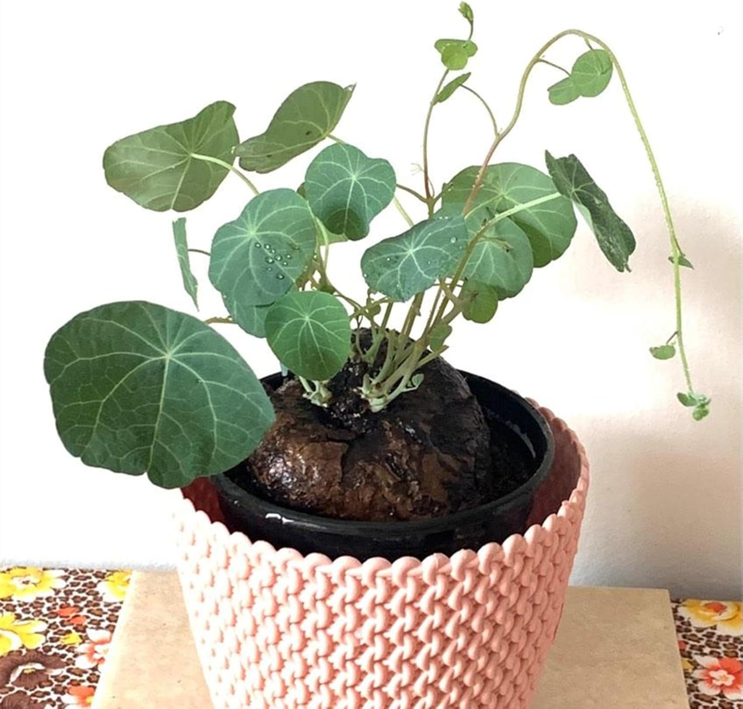 Amazon.com : Surprise to Grow Professional Rare Fall Spring Species ...