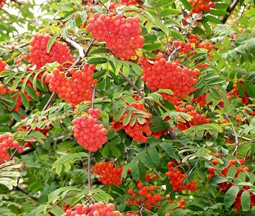 Amazon.com : Mountain Ash Tree Seeds for Planting (50 Seeds) - Sorbus ...
