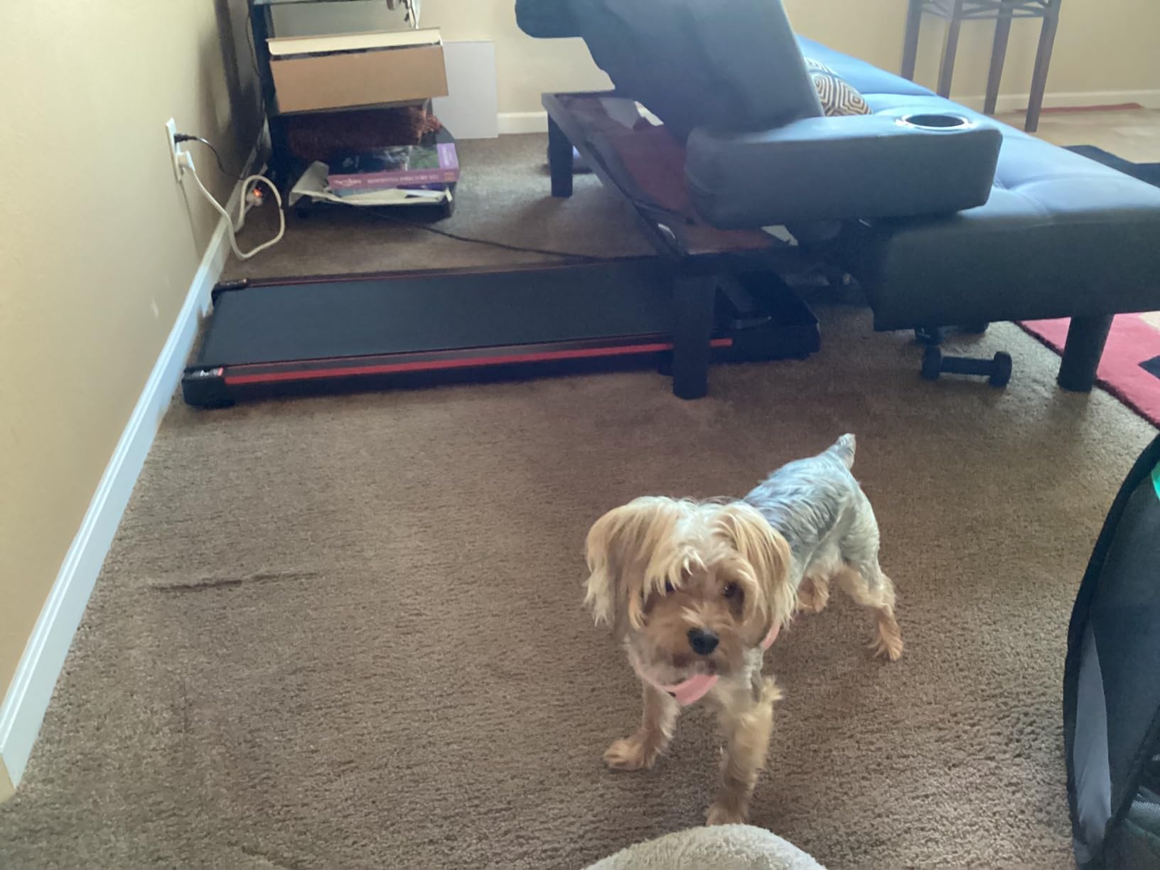 $30/mo - Finance Walking Pad, GORPORE Under Desk Treadmill 2 in 1 for ...