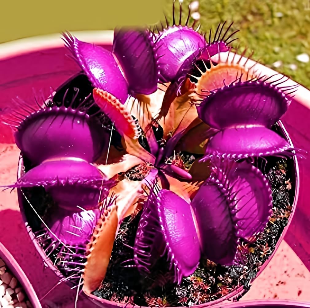 Amazon.com : New 300pcs Venus Fly Trap Flower Seeds Violet Generic ...