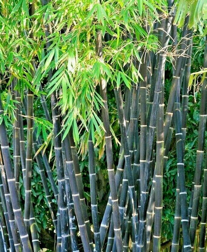 M-Tech Gardens Rare Hybrid Bamboo " Purple " Exotic 40 Tree Seeds for ...