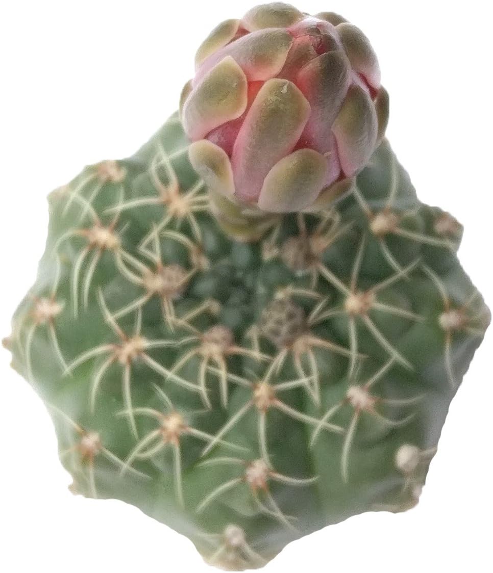 Amazon.com : Dwarf Chin Cactus Gymnocalycium Baldianum (4 inch) : Patio ...