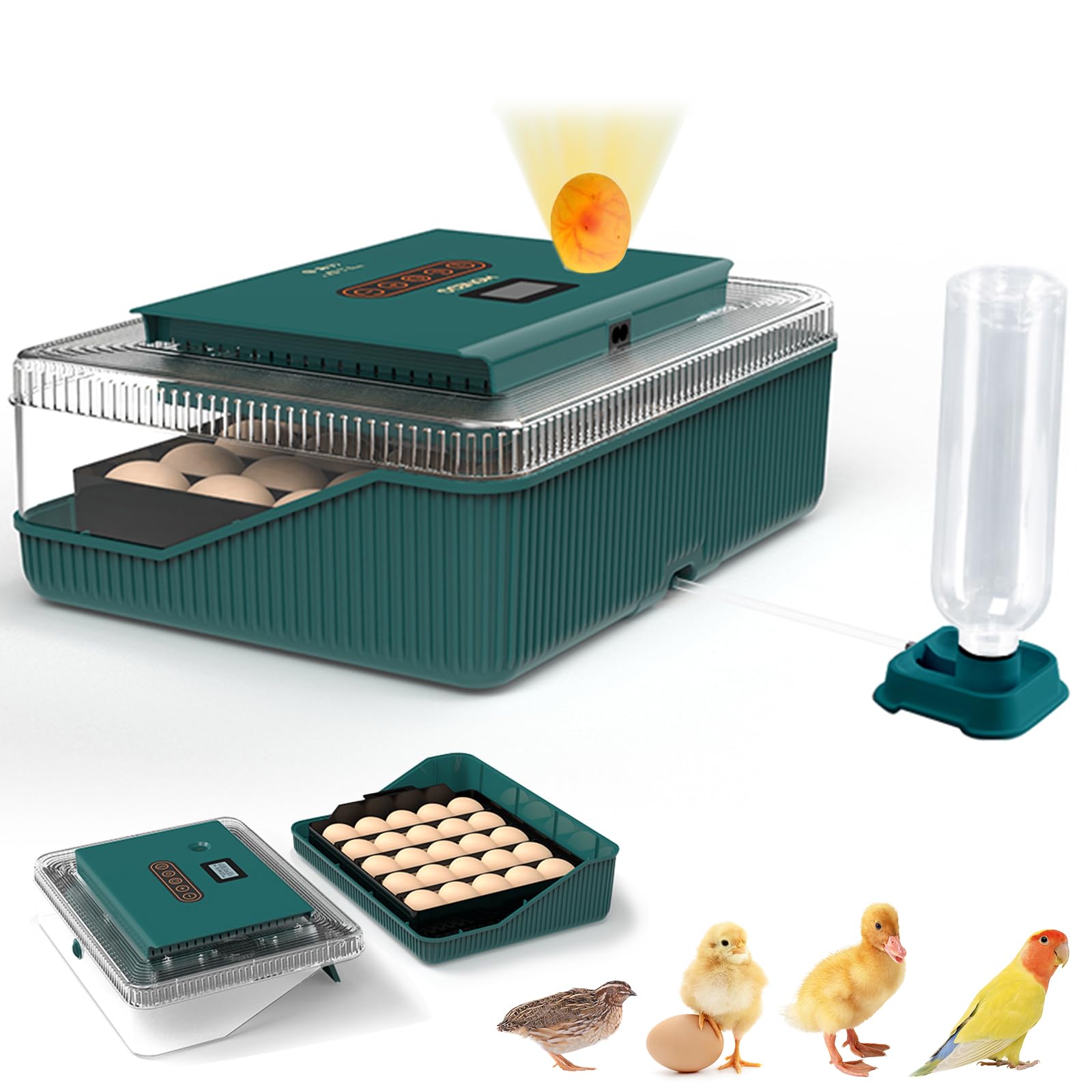 Amazon.com : 25 Eggs Incubator, Incubators for Hatching Eggs, with ...