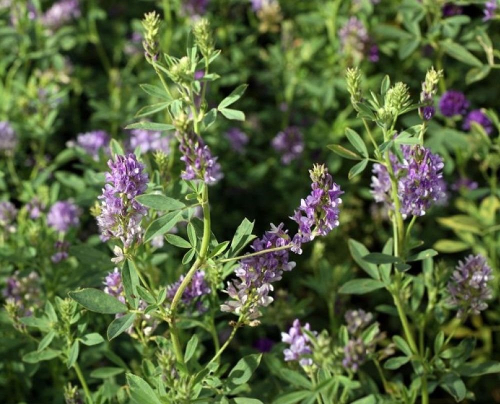 Lucerne Plant