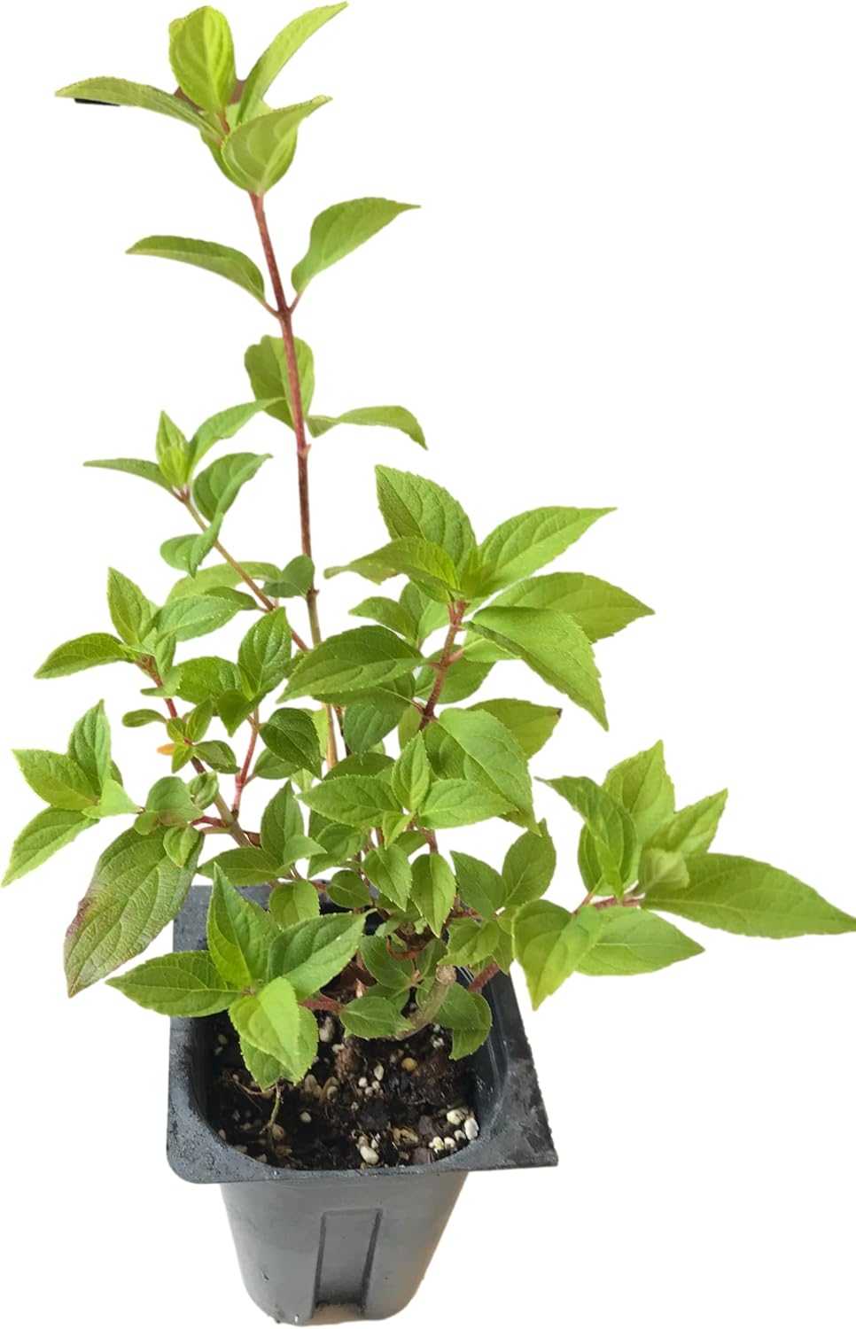 Amazon.com : Mini Garden HYDRANGEA PANICULATA 'LIMELIGHT' - STARTER ...