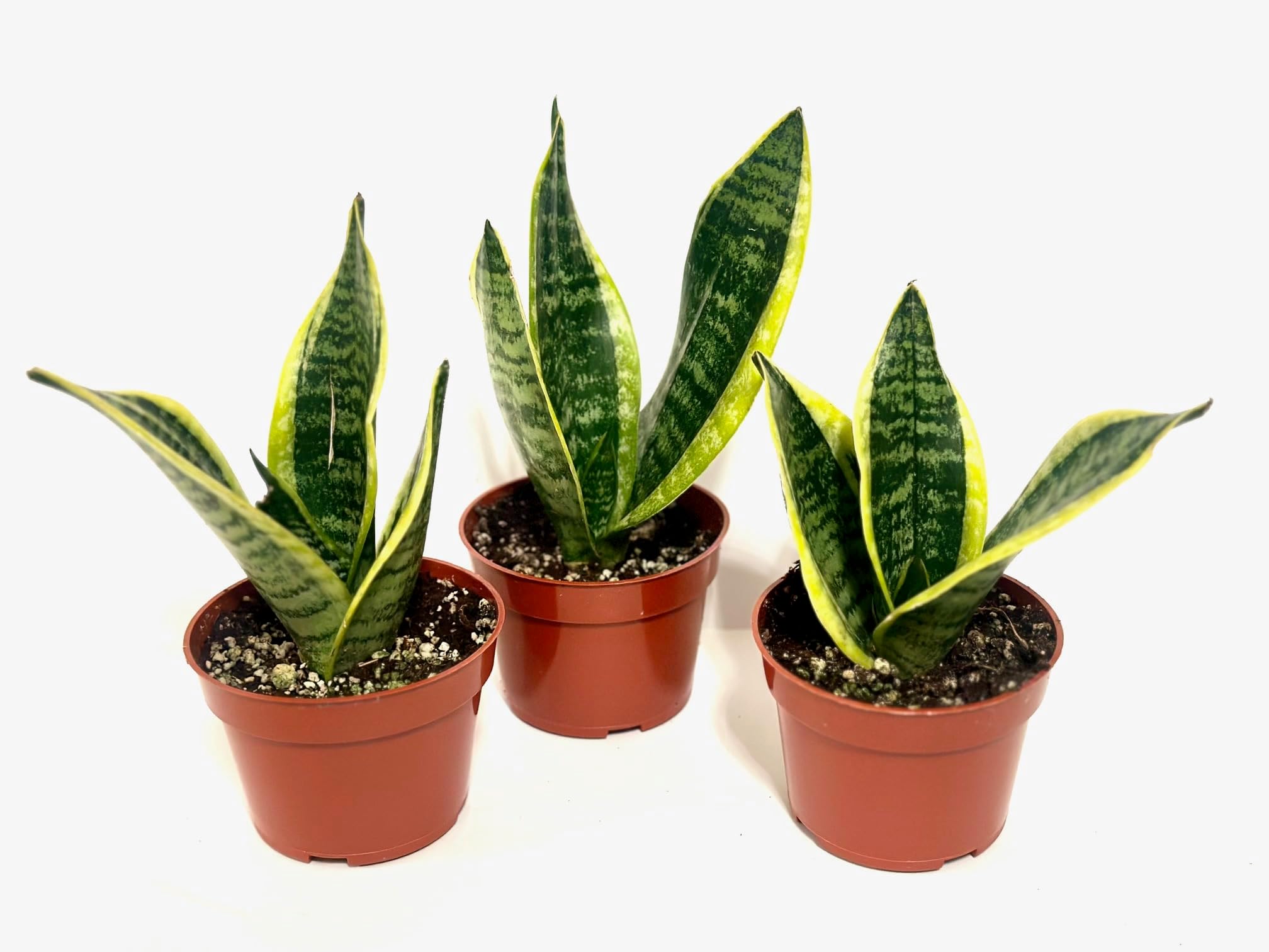 Amazon.com : Live Snake Plant, Sansevieria (12"-18" Tall) 2 Pack in 4 ...
