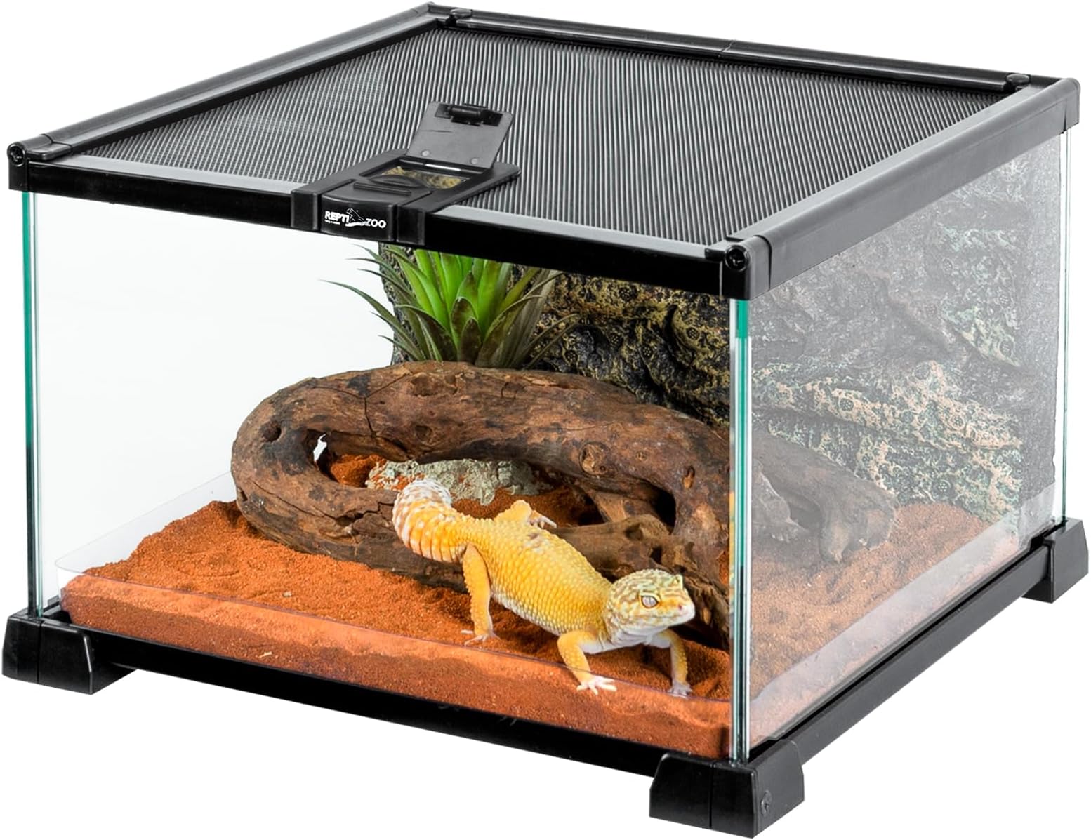 Amazon.com : REPTI ZOO Mini Reptile Glass Terrarium Tank, 12" x 12" x 8 ...