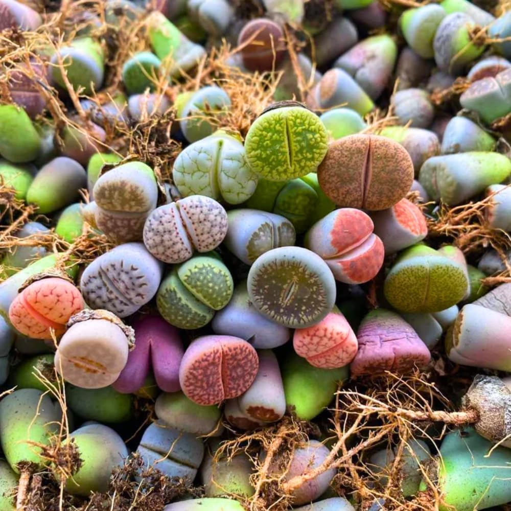 Amazon.com : Mix Lithops Succulents Plants Live Bulks, Pack 20 Corlorful Living Stones Lithops ...