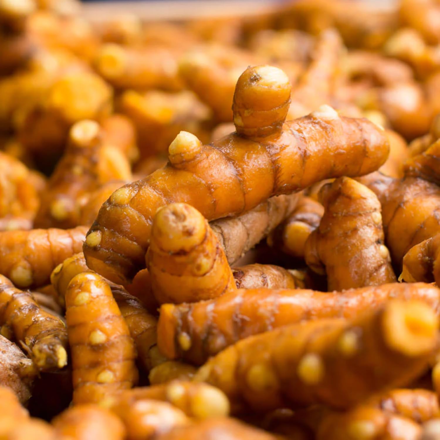 Amazon.com: Fresh Turmeric Roots to Grow, 2Lbs Yellow Turmeric Rhizomes ...