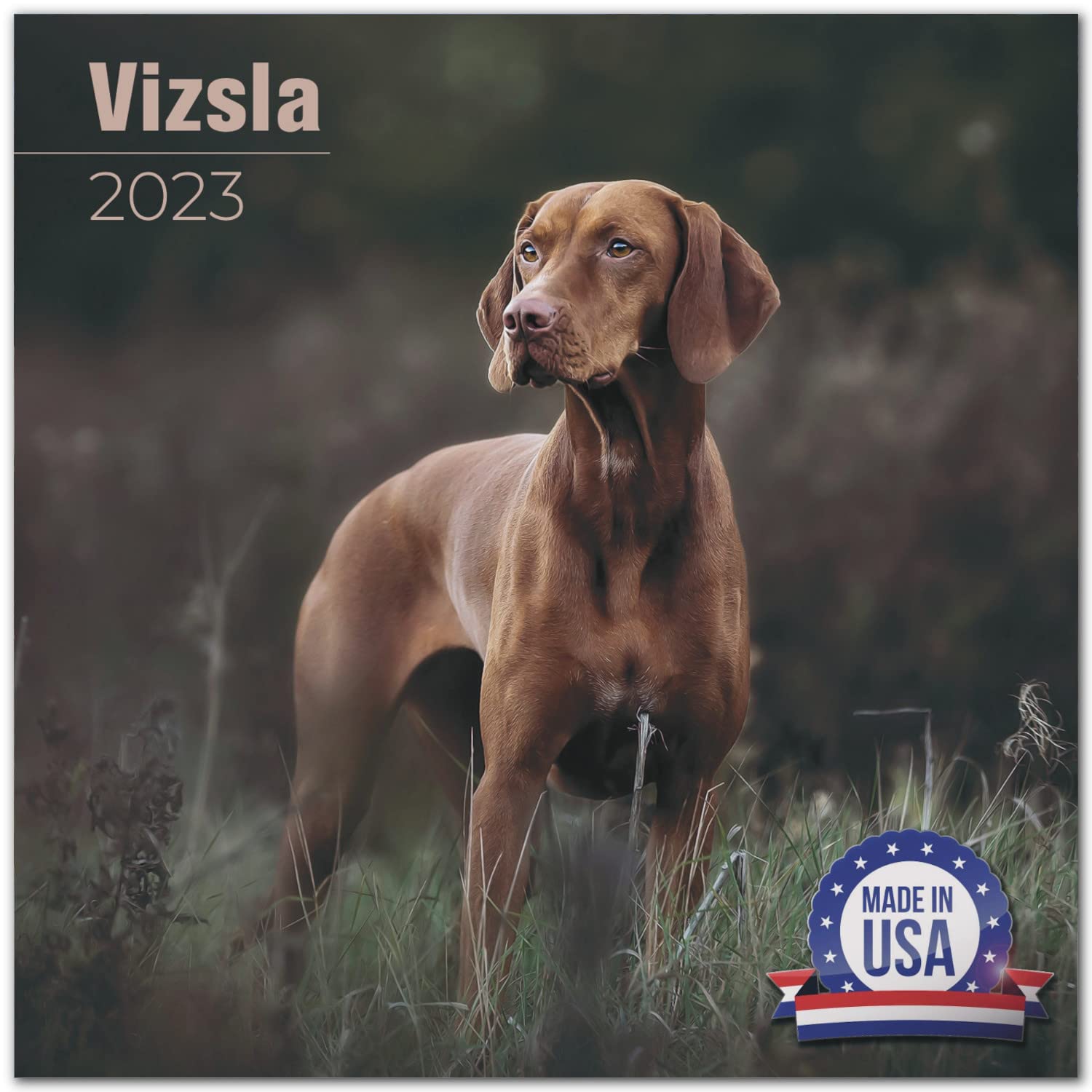 Can A Vizsla And A Beagle Be Friends