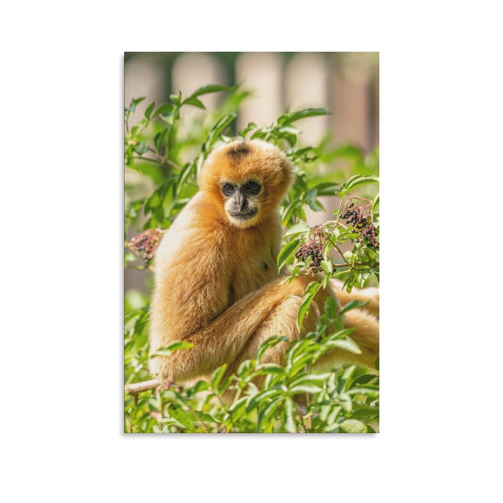 Yellow Cheeked Gibbon