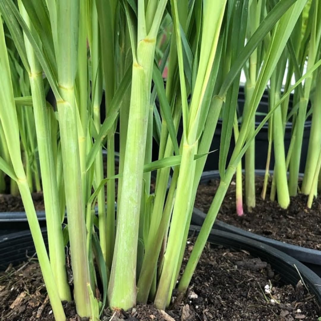Amazon.com : 2 Lemon Grass Live Plants, Lemongrass Plants for Outside ...