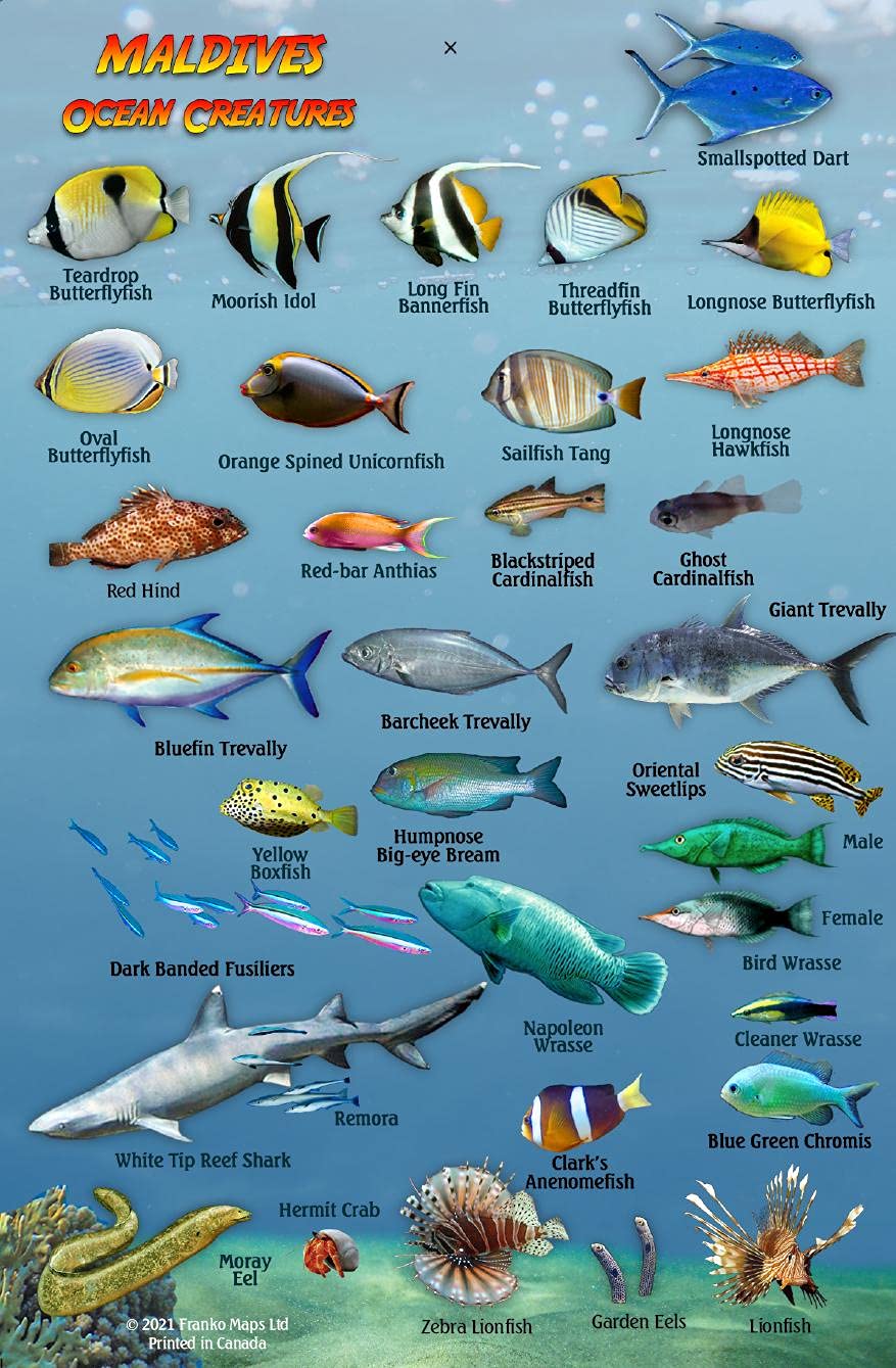 Maldives Ocean Creatures Waterproof Fish Identification Card 4x6 ...