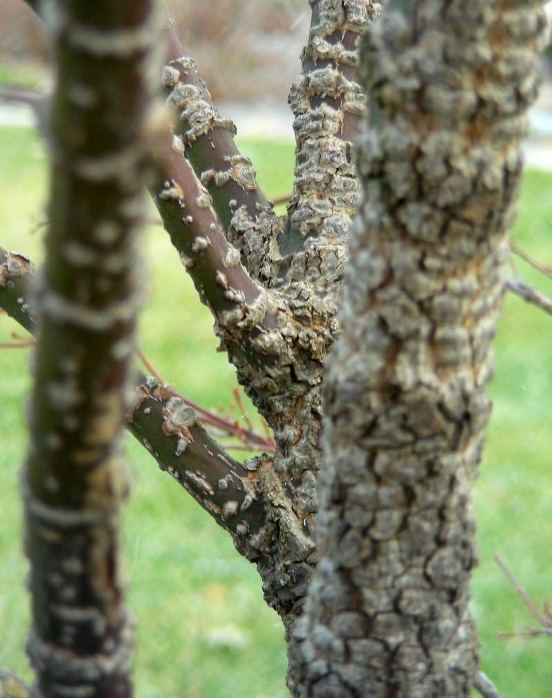 Amazon.com : Nishiki Gawa Japanese Maple 2 - Year Graft : Maple Trees ...