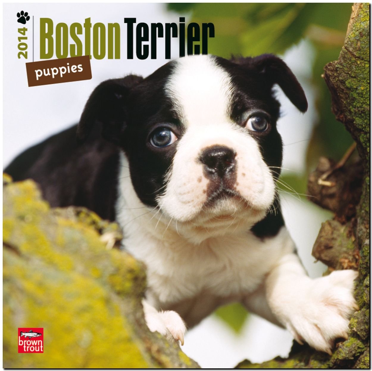Boston Terrier Puppies 18-Month 2014 Calendar: Browntrout Publishers ...