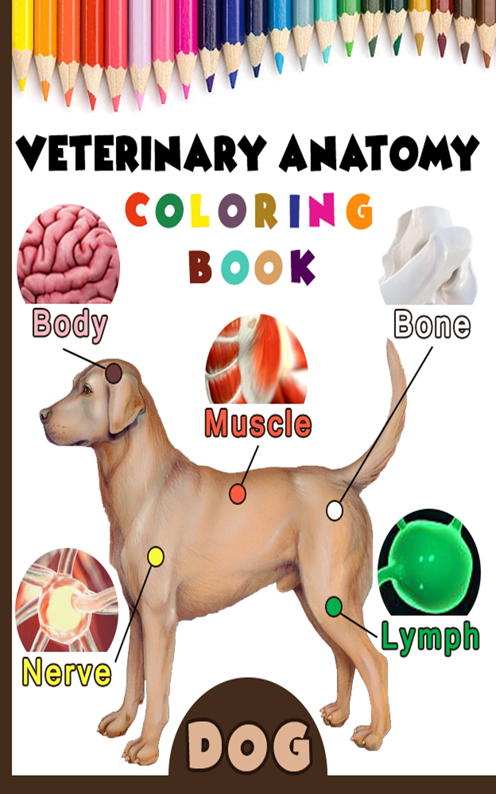 Buy Veterinary Anatomy Coloring Book , Dog Anatomy & Veterinary ...