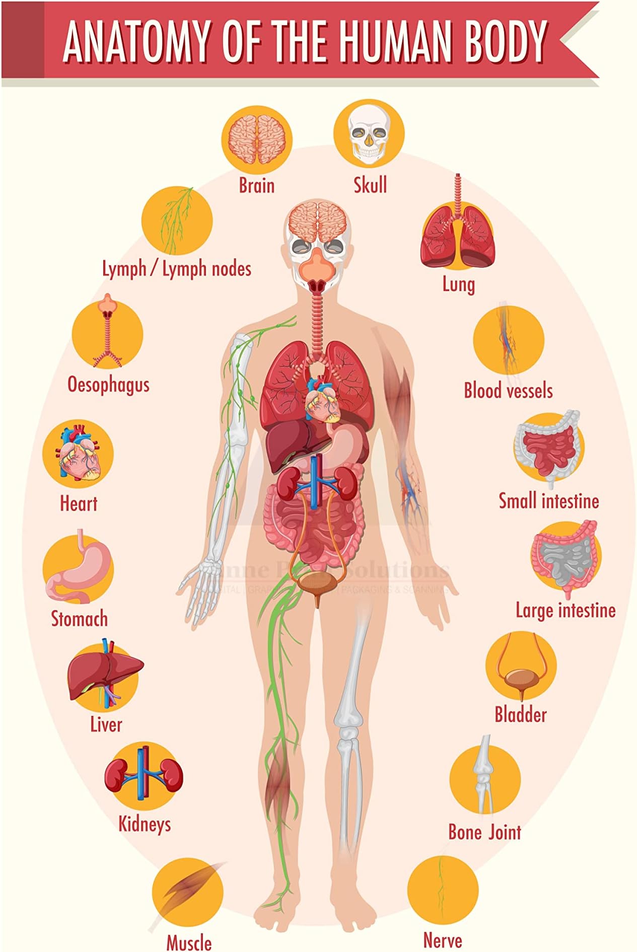 Anne Print Solutions® Anatomy Of Human Body Posters (Without Frame) For ...