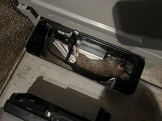 Amazon.com : OWLTRA OW-7 in-/Outdoor Electric Rodent Trap, Instant Kill ...