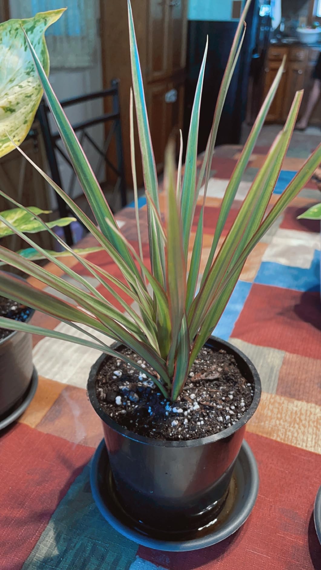 $12/mo - Finance Easy to Grow Houseplants (6 Pack) + Classic Houseplant ...