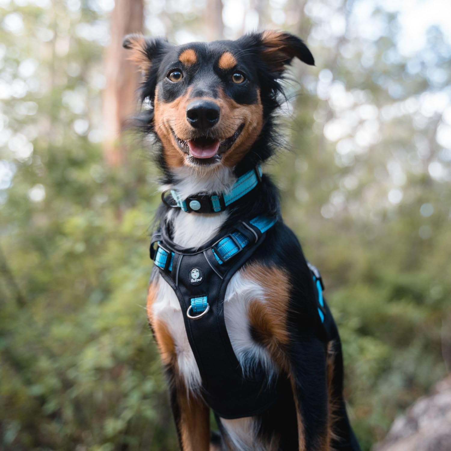 Huskimo Ultimate Dog Harness in Bells Beach - Large : Amazon.com.au ...