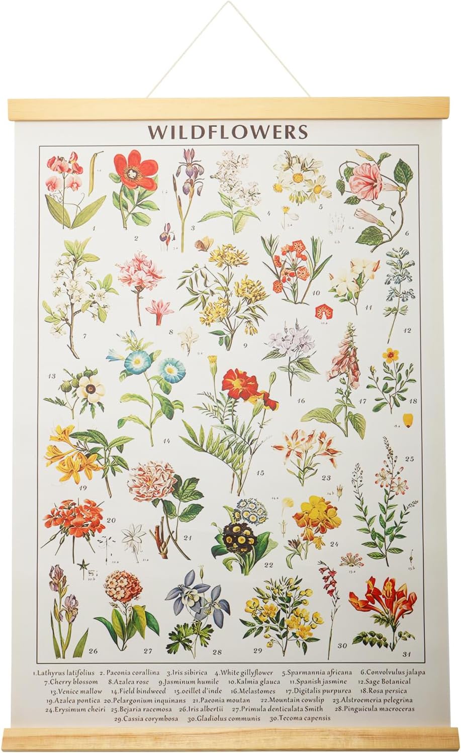 Amazon.com: Fumwase Vintage Wildflowers Botanical Poster Hanger Frame ...