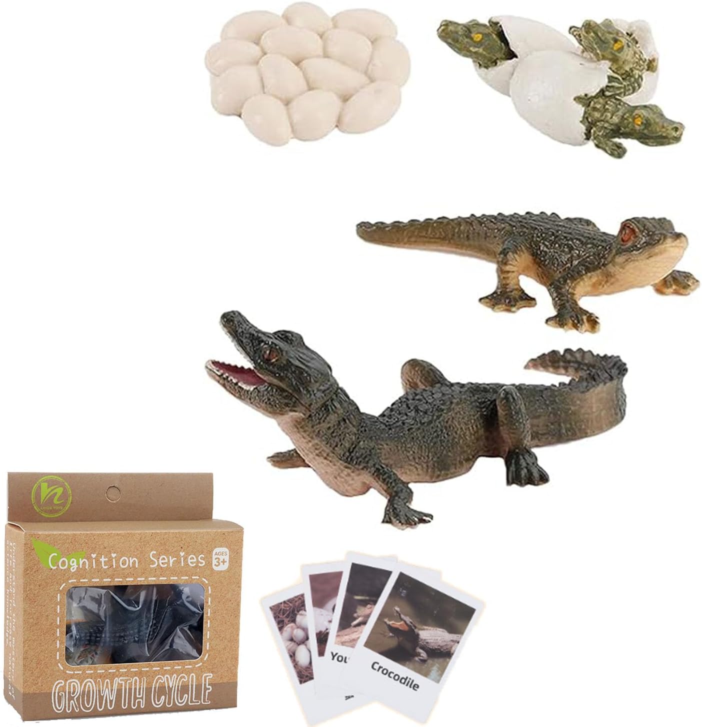 Amazon.com: Generic Crocodile Growth Cycle, Alligator Life Cycle Model ...