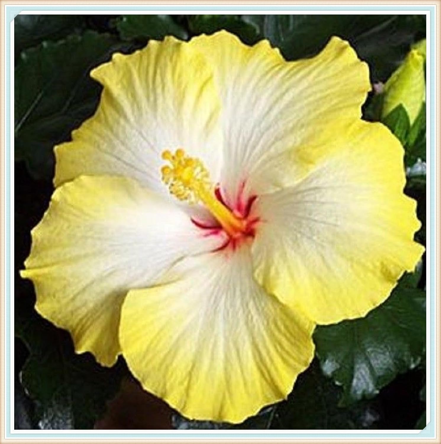 Amazon.com : Hibiscus Planting - Fall or Spring Simple to Grow Easy ...