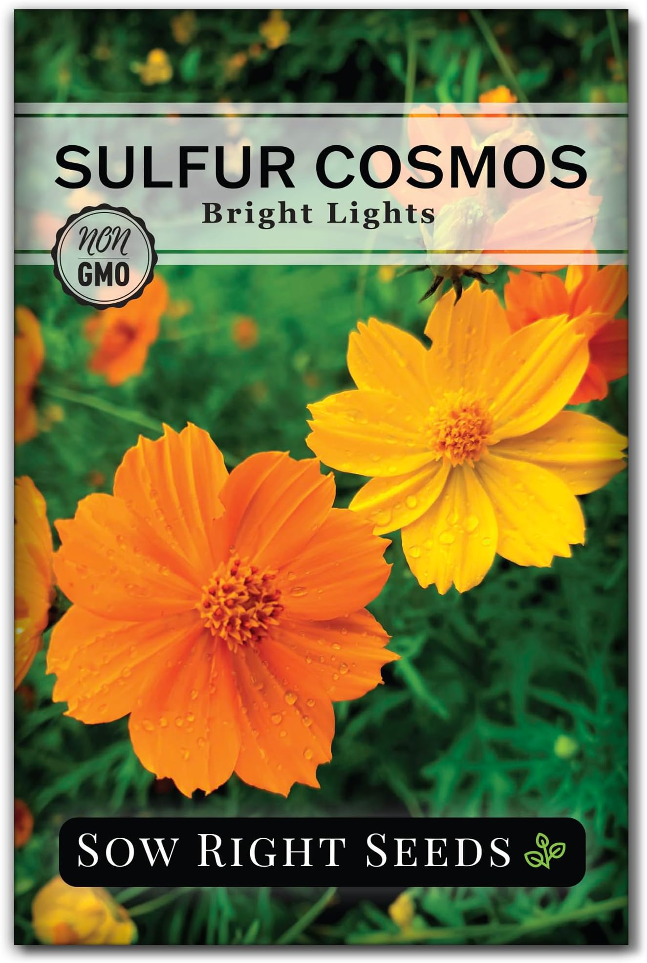 Amazon.com: Burpee Bright Lights Mixed Colors Cosmos Seeds 300 seeds